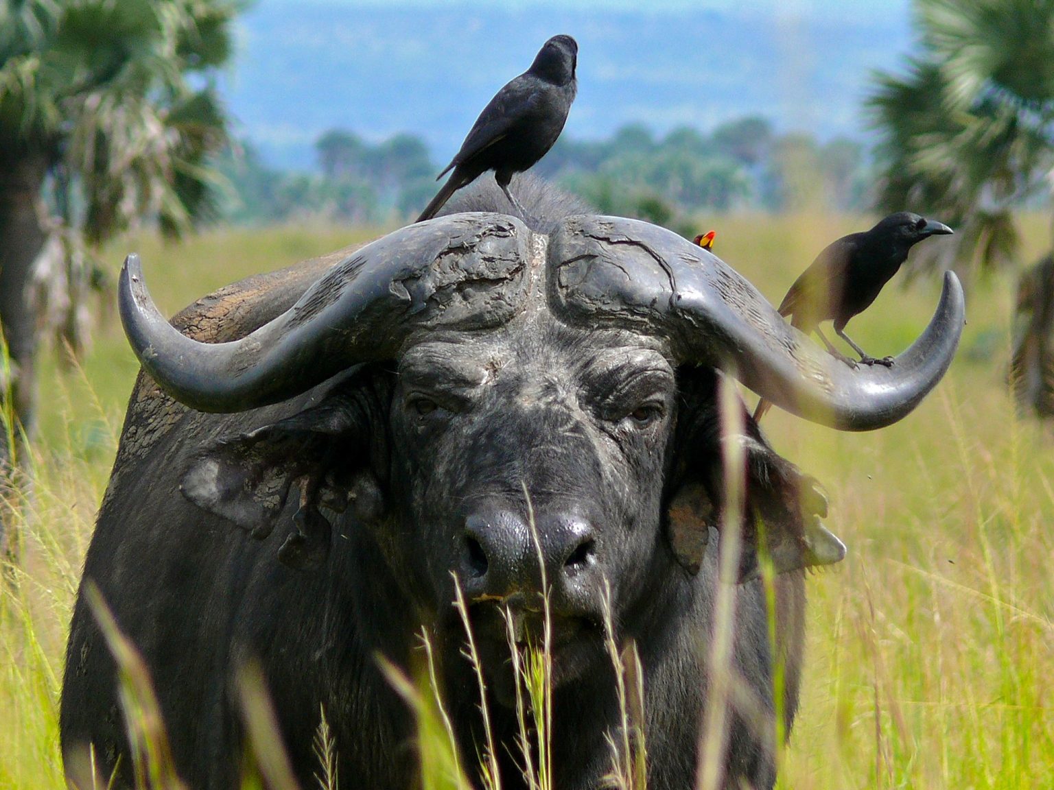 Visit Karuma Falls