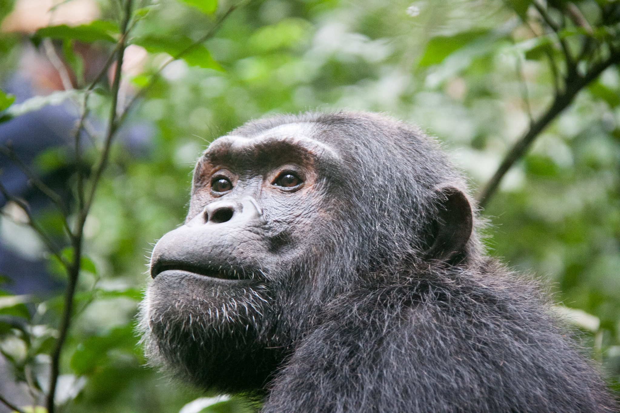 Visit Karuma Falls