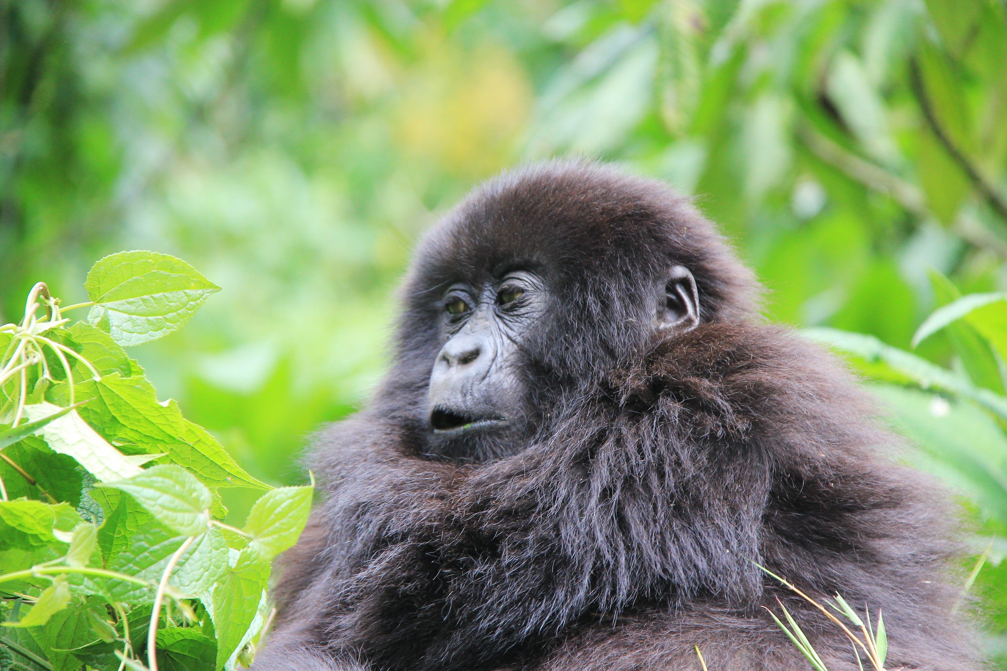 Visit Karuma Falls